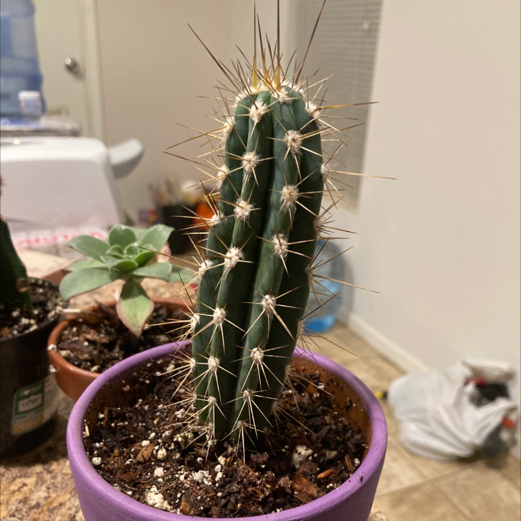 How to Propagate Your Toothpick Cactus
