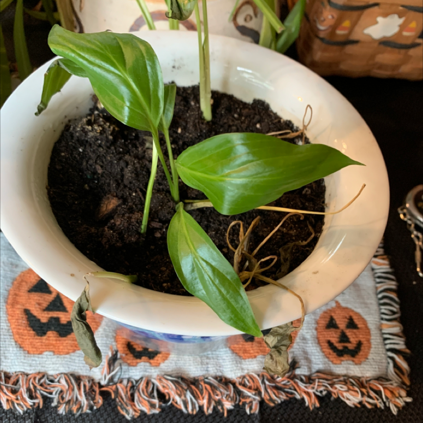 💩 Fertilizing Your Peace Lily
