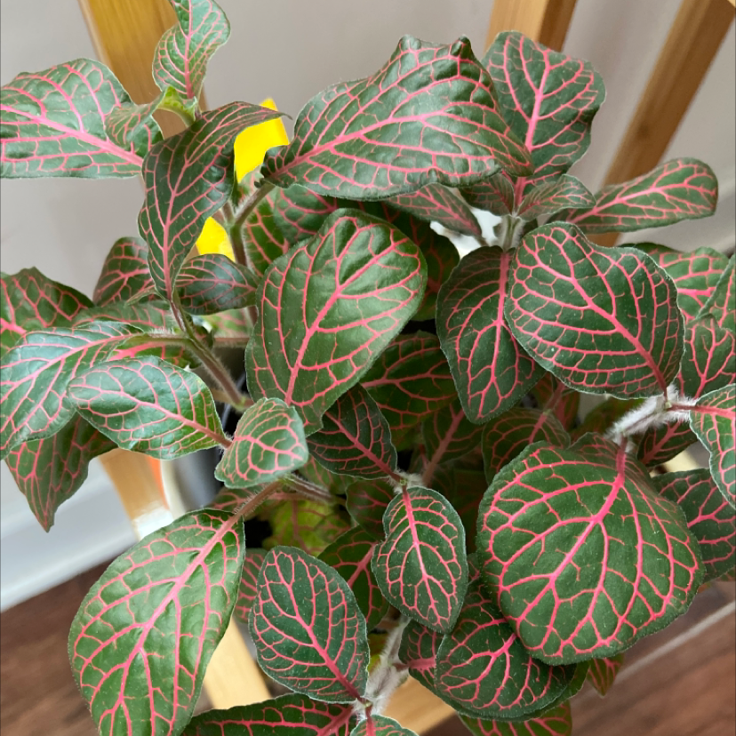Your Red Anne Nerve Plant's Sunlight Needs