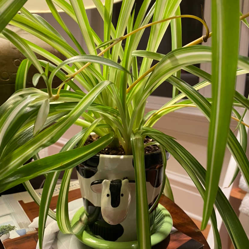 Black Spots on My Variegated Spider Plant Leaves