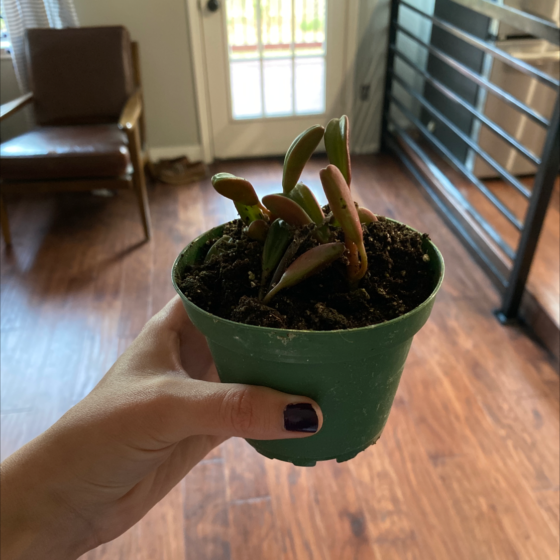 How to Propagate Your Peperomia graveolens 'Ruby Glow'