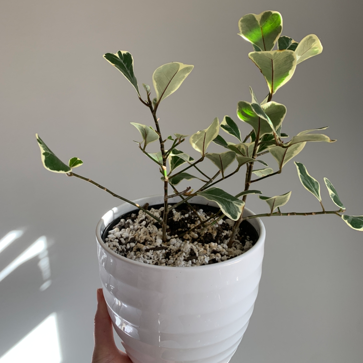 10 Advantages of Having a Ficus triangularis 'Variegata'
