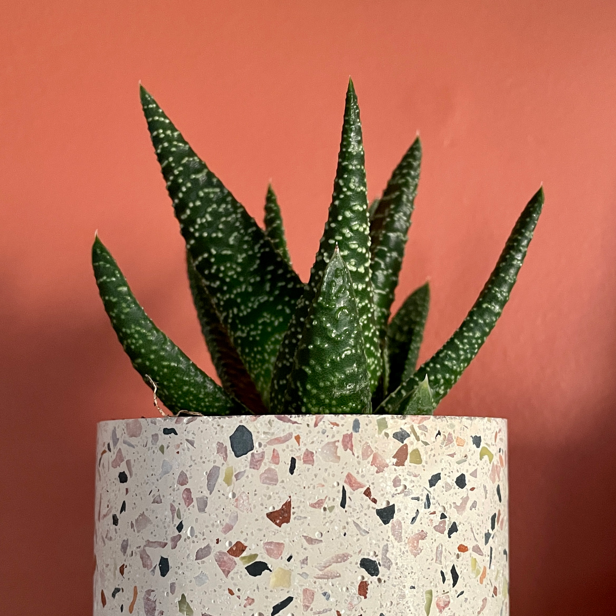 🦓 Zebra Plant Soil