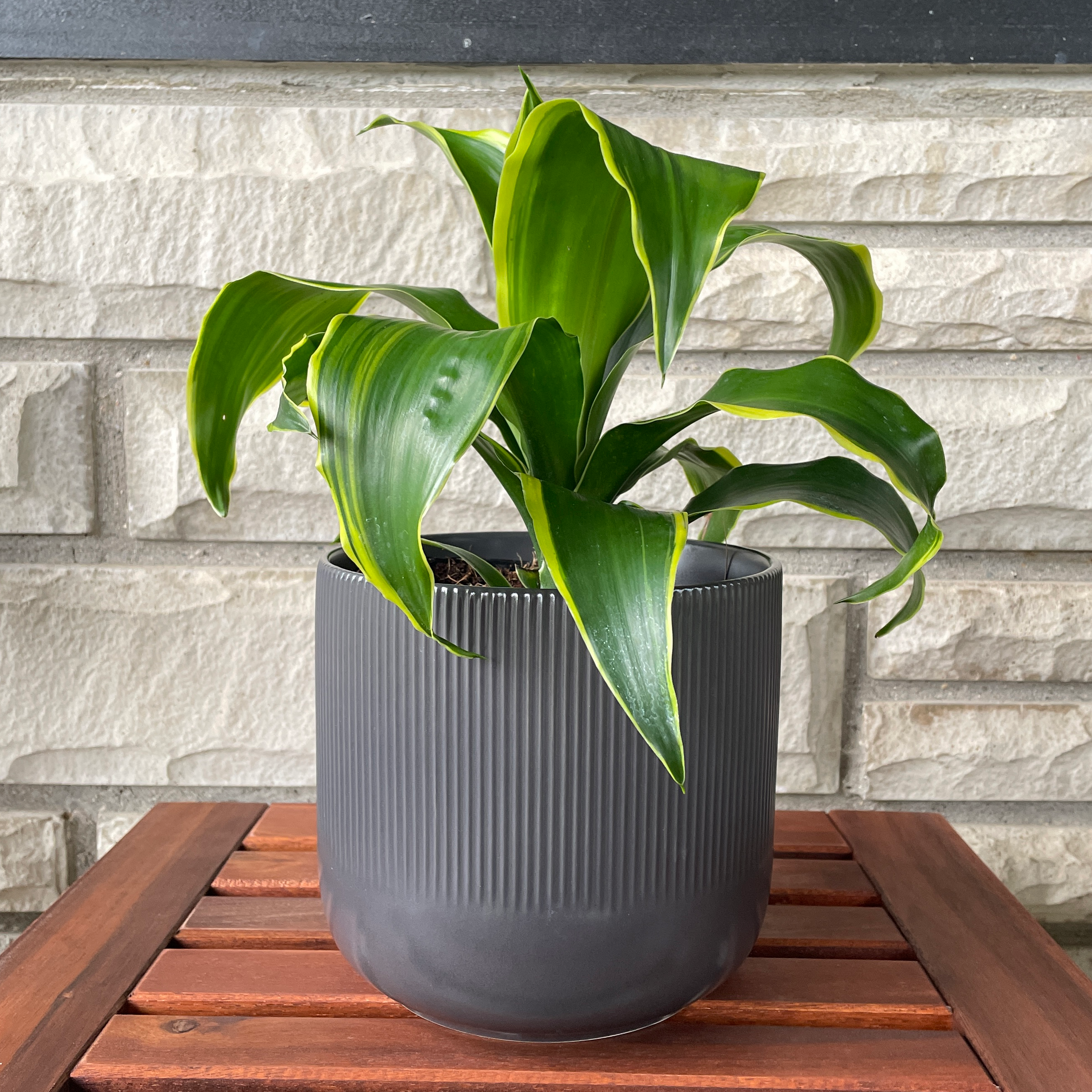 Propagating 🐉 Dragon Tree: Step-by-step Guide