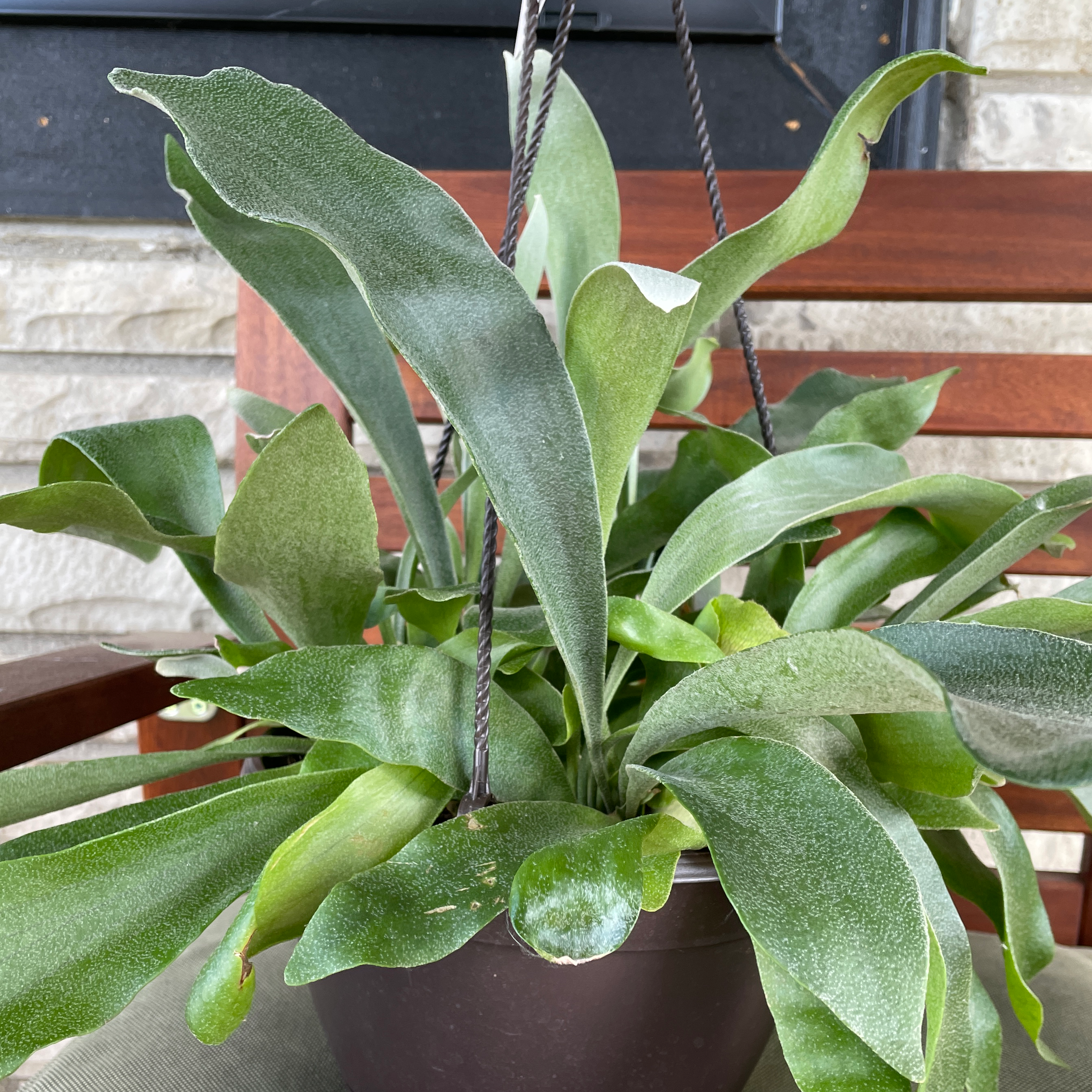 Propagating Elkhorn Fern: The Ultimate Guide