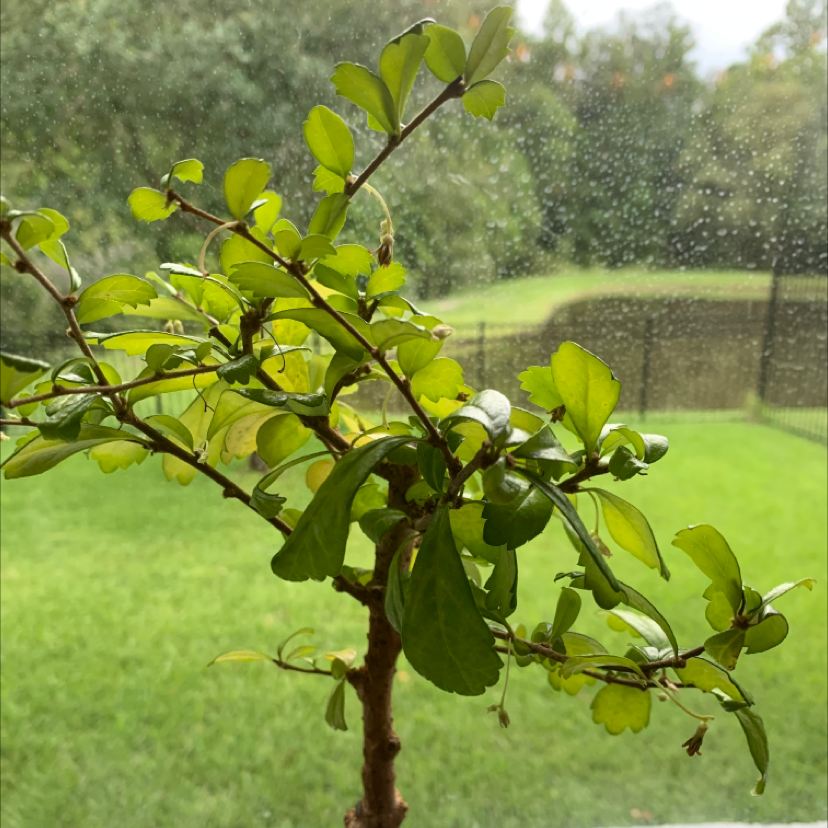 Why Are There Brown Spots on My Chinese Elm Leaves?
