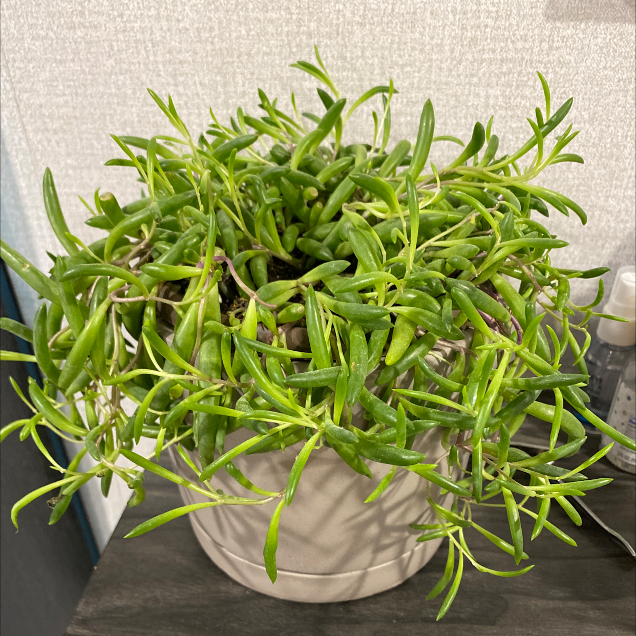 What Temperature Should My String of Pickles Be Kept At?