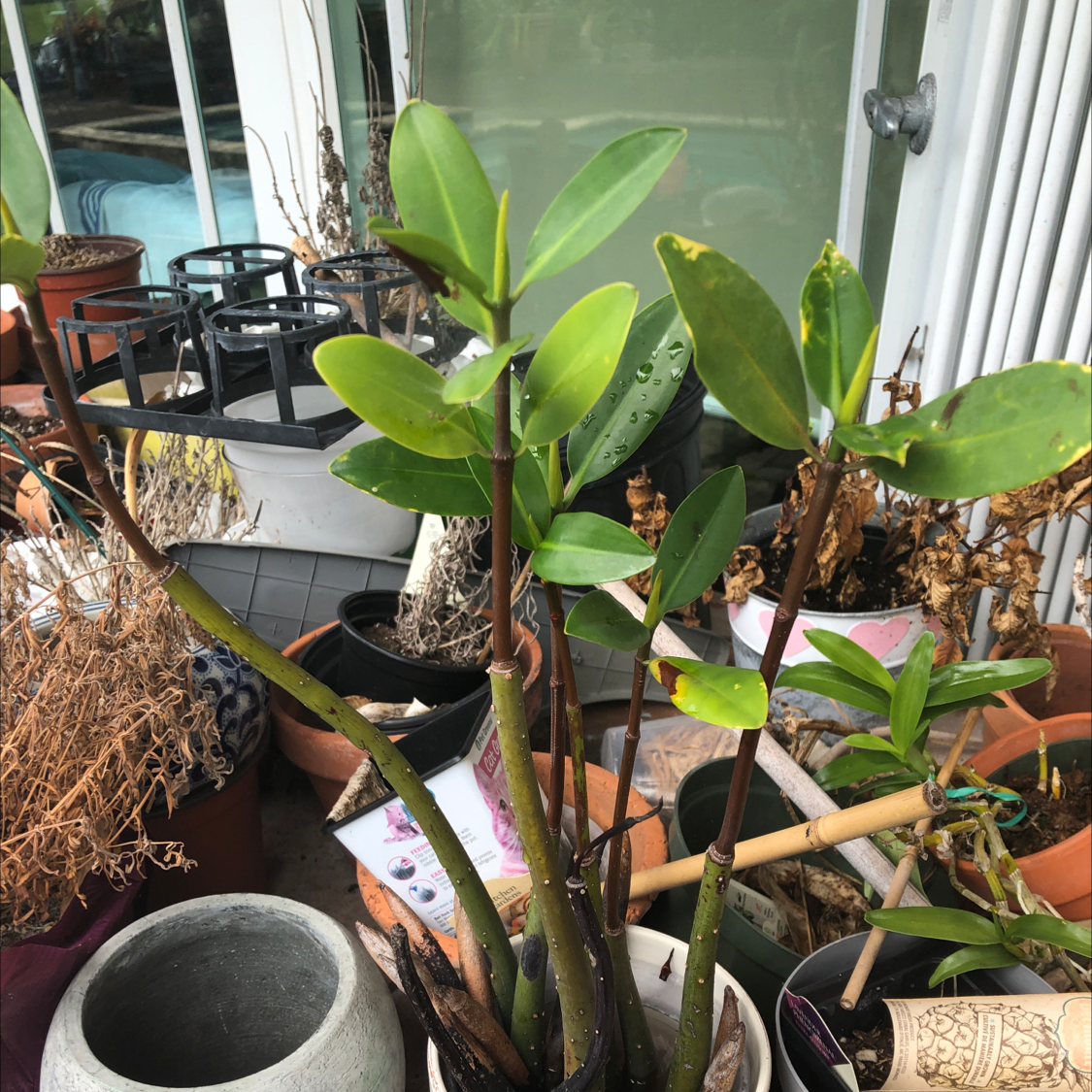 Soil Recommendations for Red Mangrove