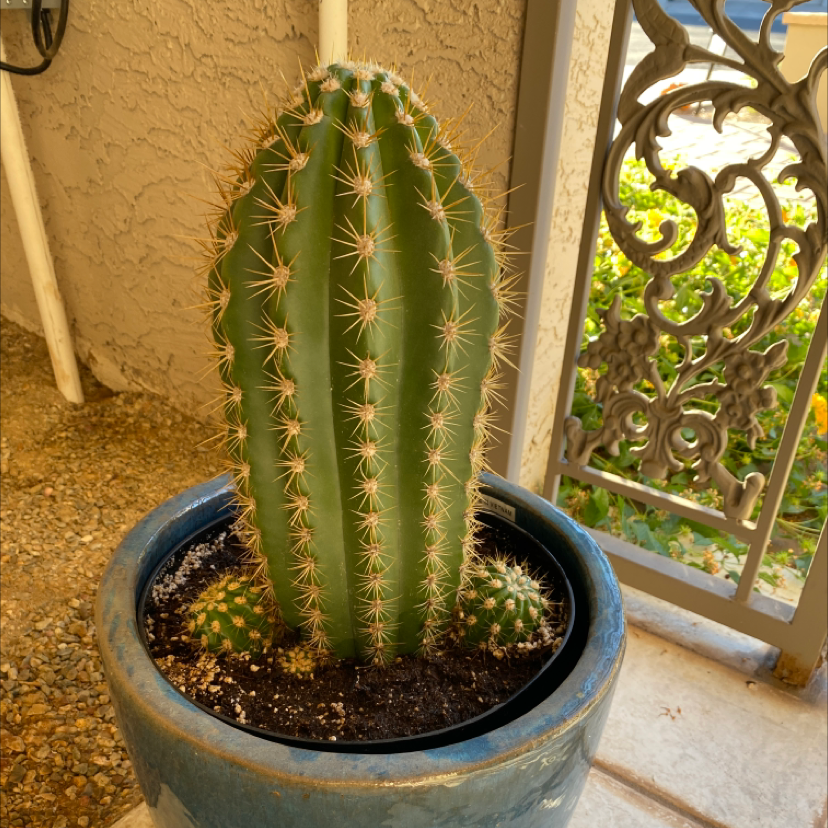 🌵 Propagating Your Saguaro: Step-by-step Guide