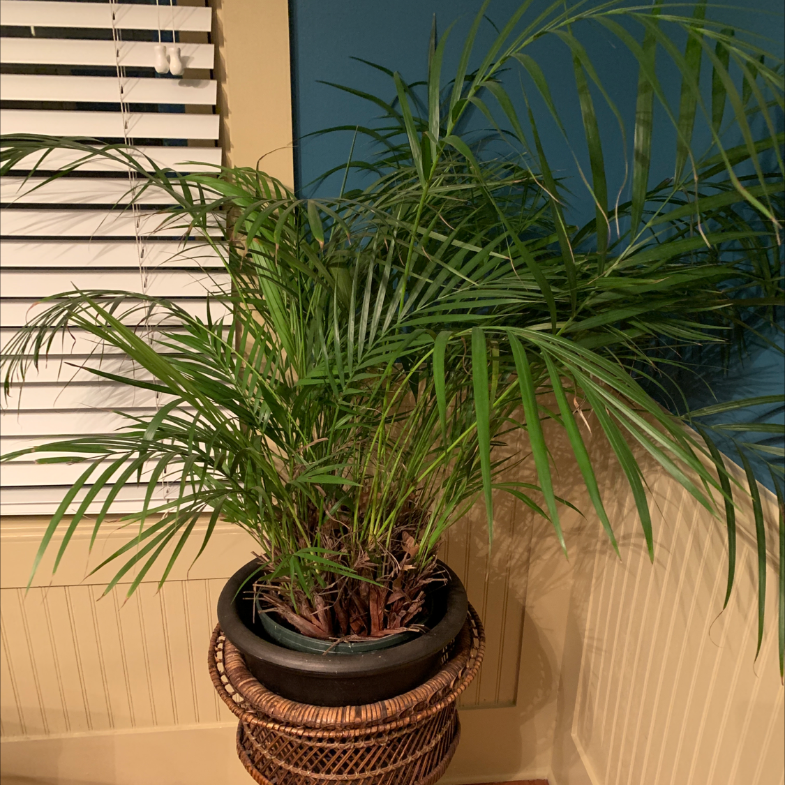 Propagating Areca Palm: The Ultimate Guide