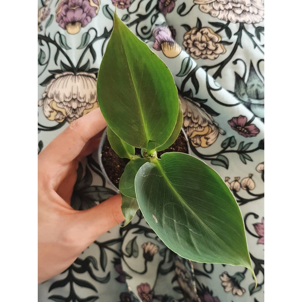 🍌 Why Are My Dwarf Banana Leaves Droopy?