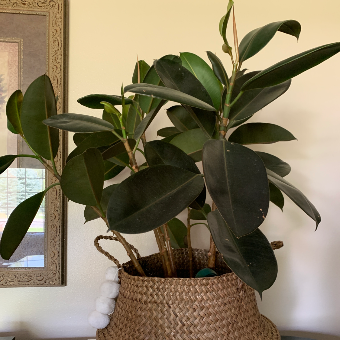 💩 Fertilizing Your Rubber Plant