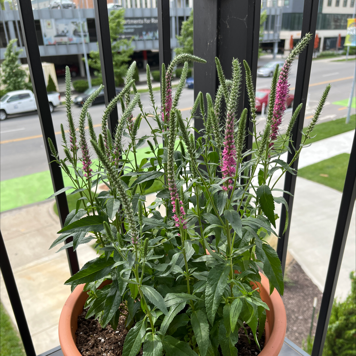 How Should Spike Speedwell Be Cut Back?