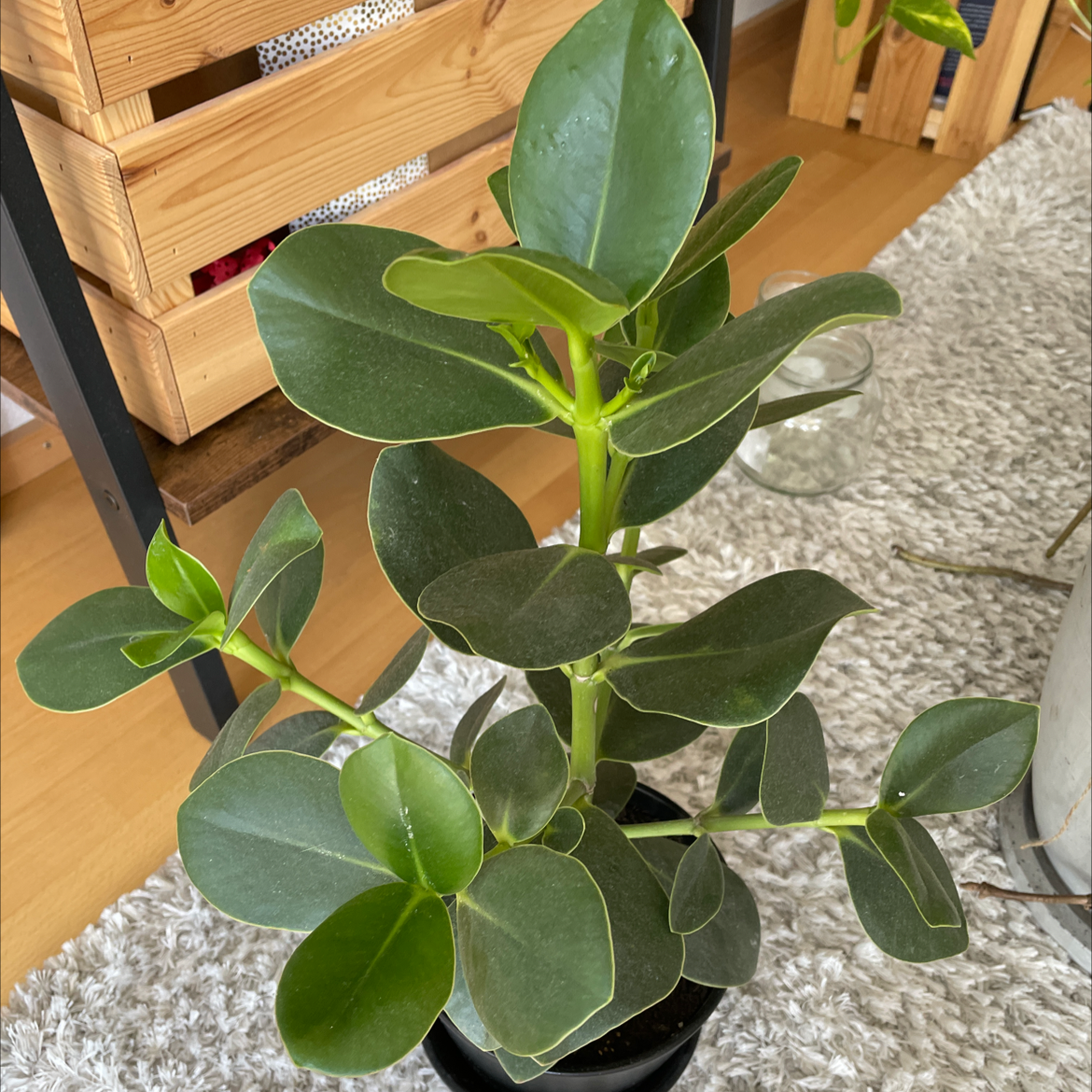 Common Natal Plum Problems