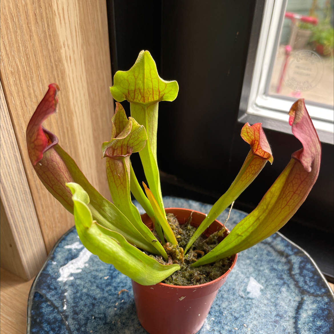 🪰 Best Soil Potting Mix for White Topped Pitcher Plant