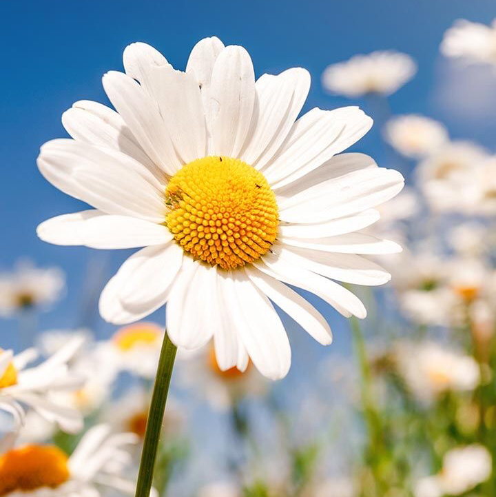 10 Benefits of Having a Ox-Eye Daisy