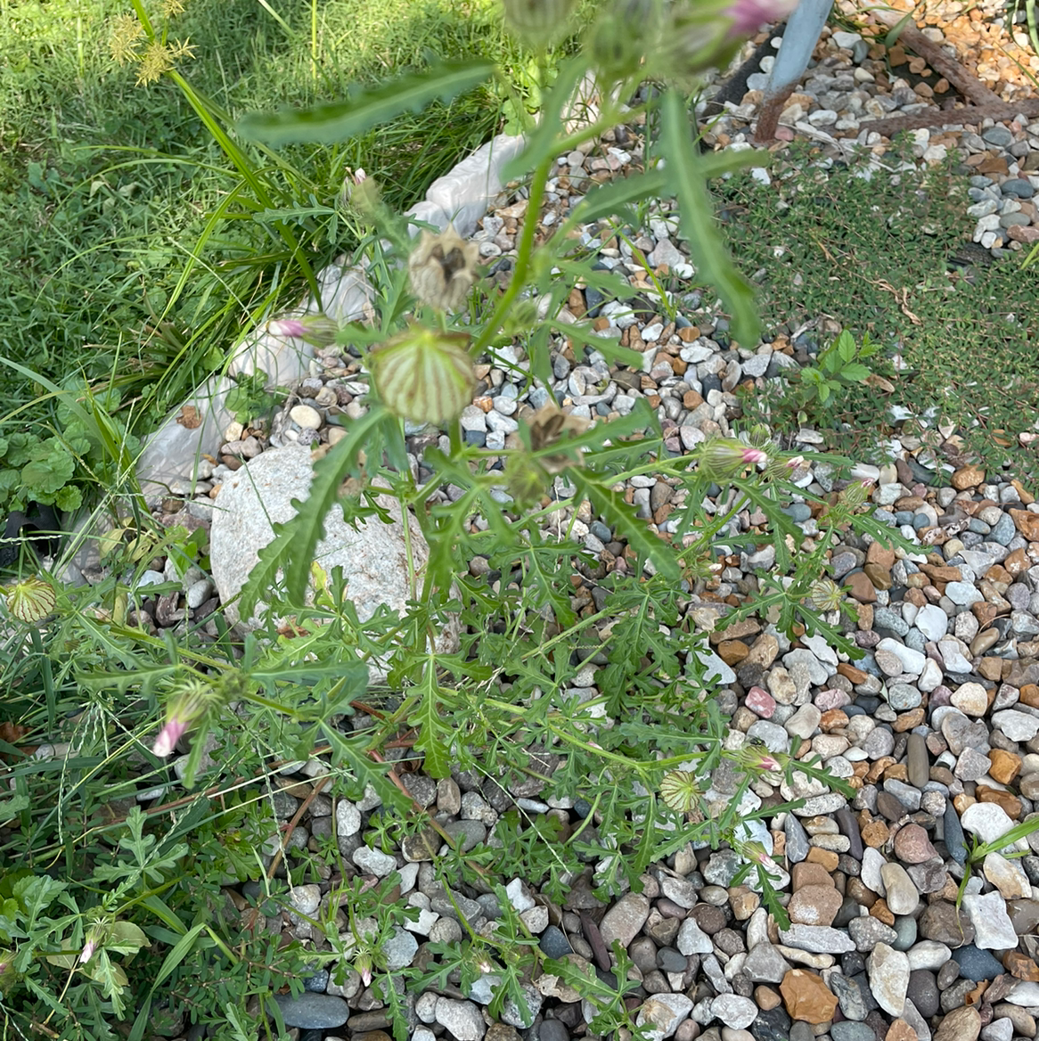 Personalized Bladder Weed Care: Water, Light, Nutrients | Greg App