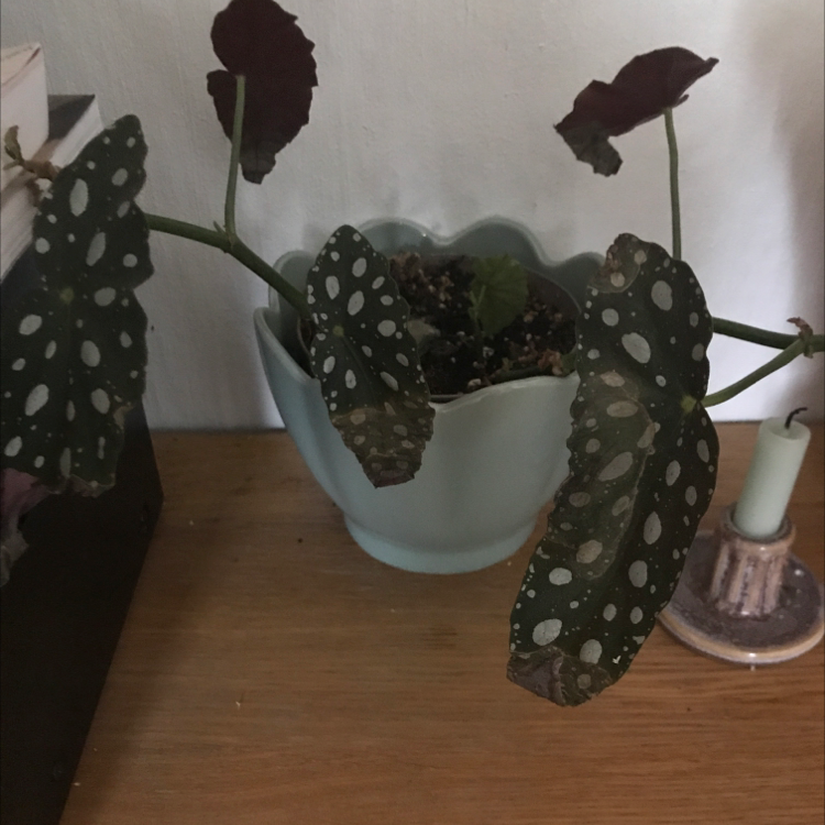 polka dot begonia | A plant by Helle on Greg