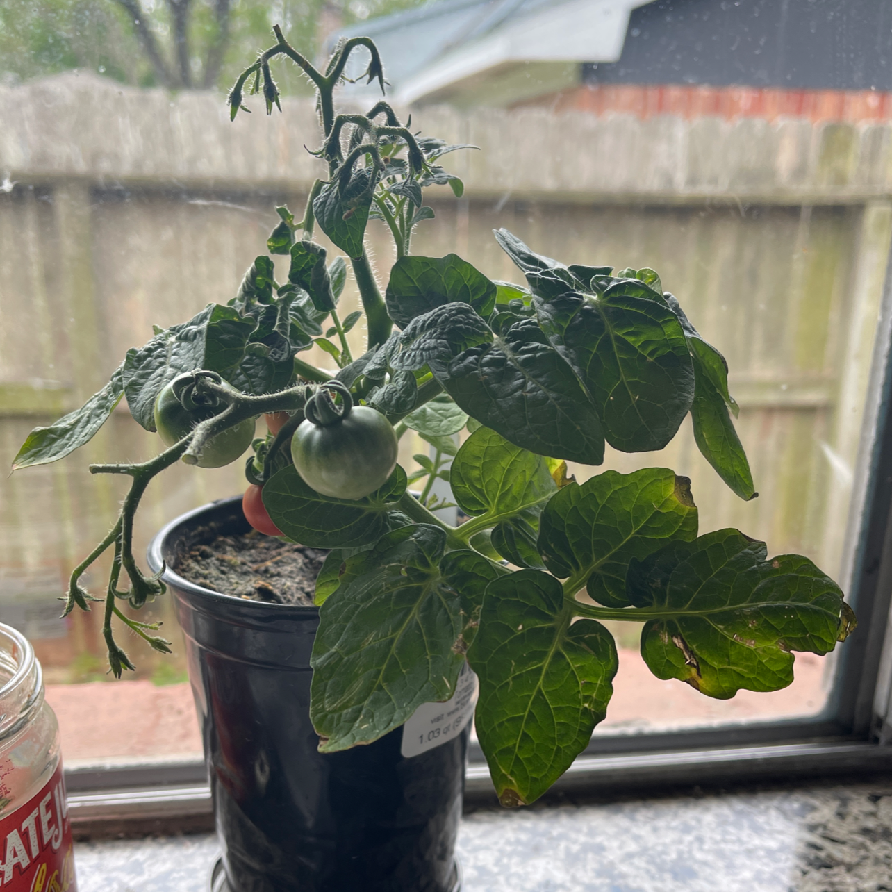 What To Do About 🍅 Tomato Plant Root Rot