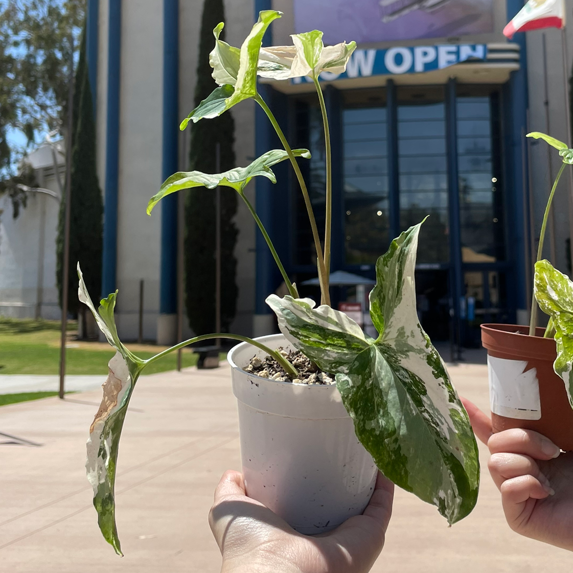 Diagnosing variegated arrowhead vine root rot