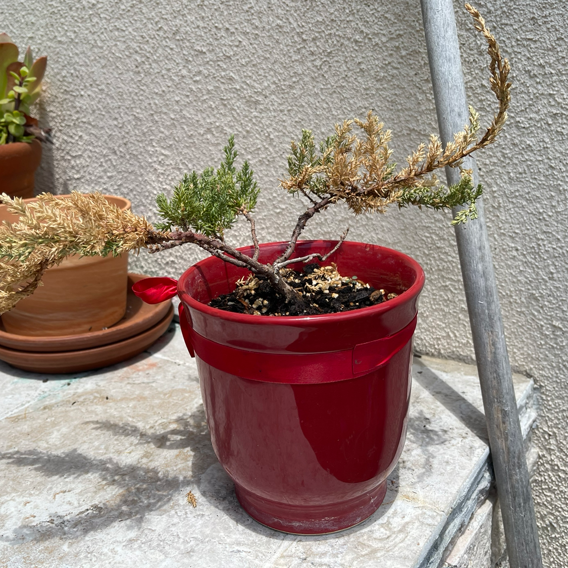 Diagnosing creeping juniper root rot