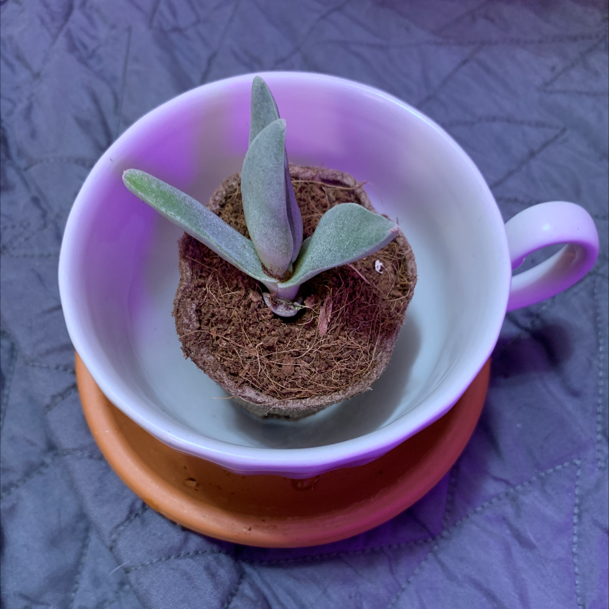 🌡 What Temperature Should My Propeller Plant Be Kept At?