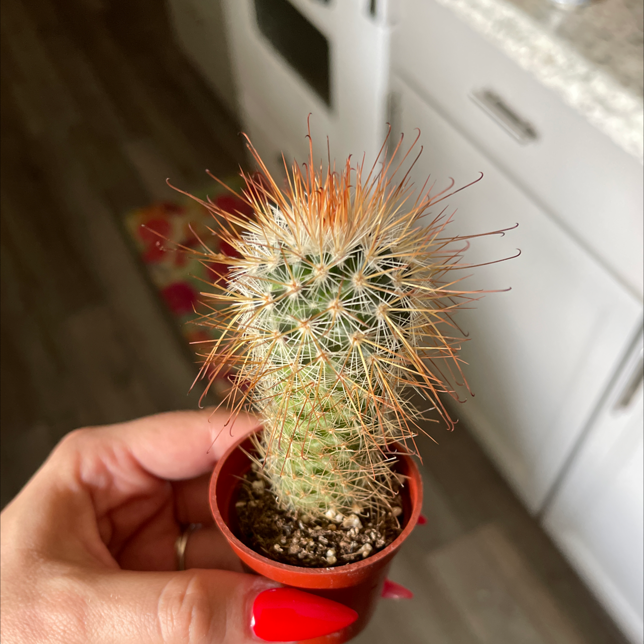 Armatocereus godingianus Plant Care: Water, Light, Nutrients | Greg App 🌱