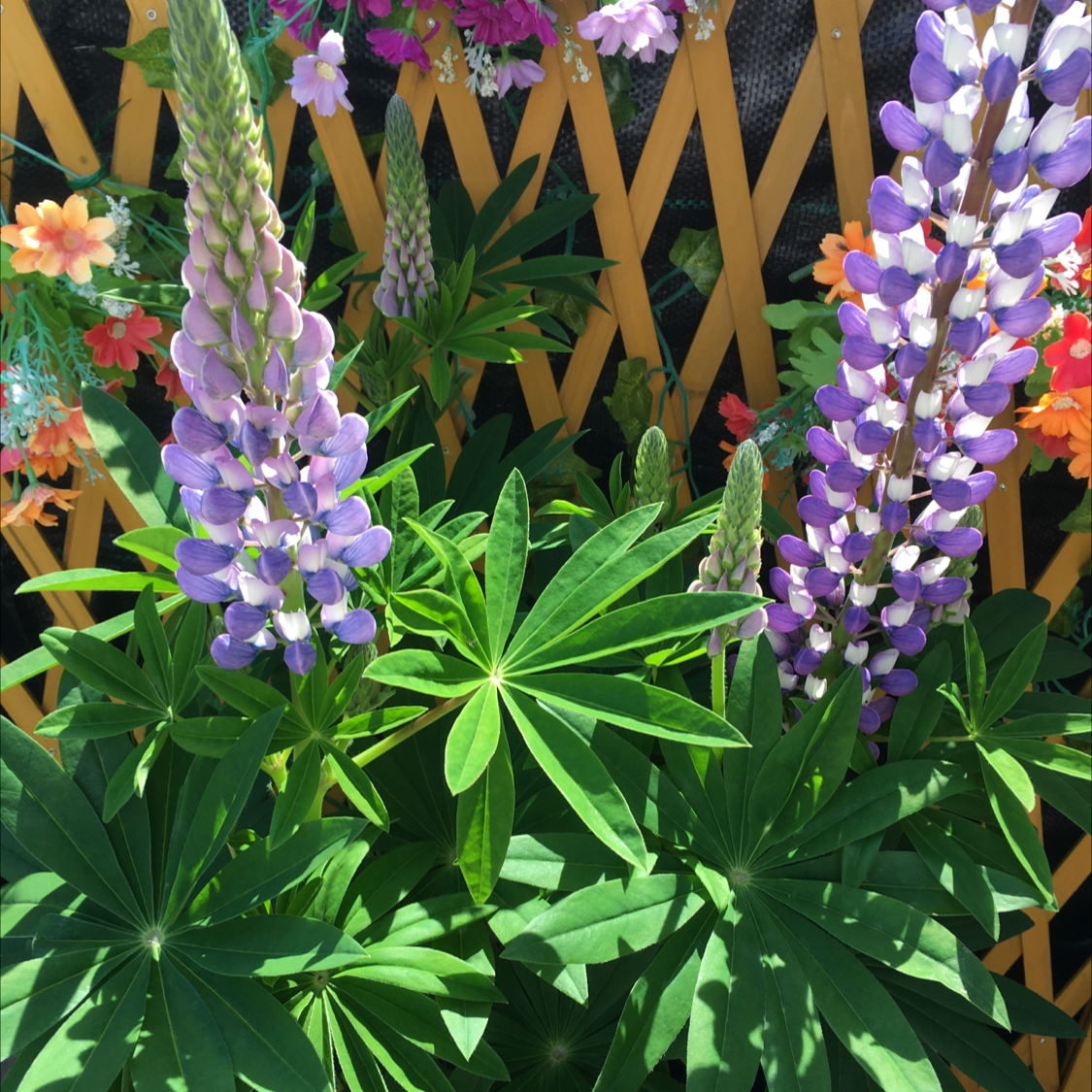 How to Propagate Your Big-Leaved Lupine