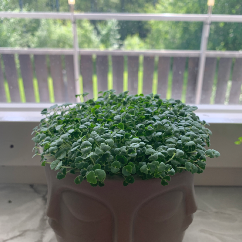 Why Are There Brown Spots on My Chia?