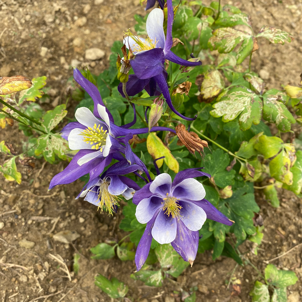 Why Are There Brown Spots on My Common Columbine?