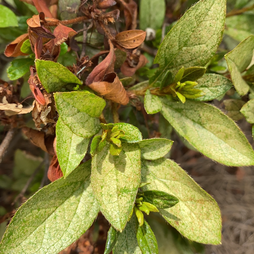 Personalized Spreading Pellitory Care: Water, Light, Nutrients | Greg App
