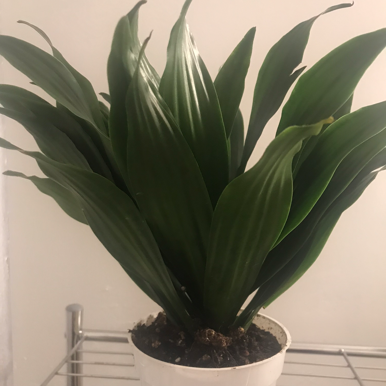 Why Are My Cornstalk Dracaena Leaves Dropping?