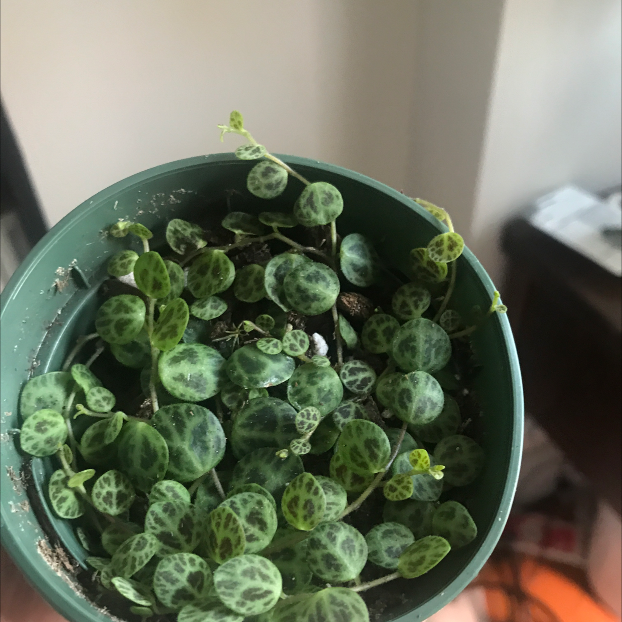 Symbolism And Benefits Of The String Of 🐢 Turtles