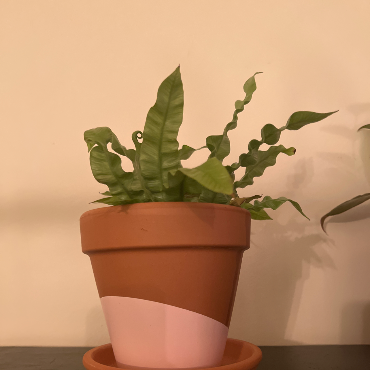 How Do I Propagate My Crispy Wave Fern?