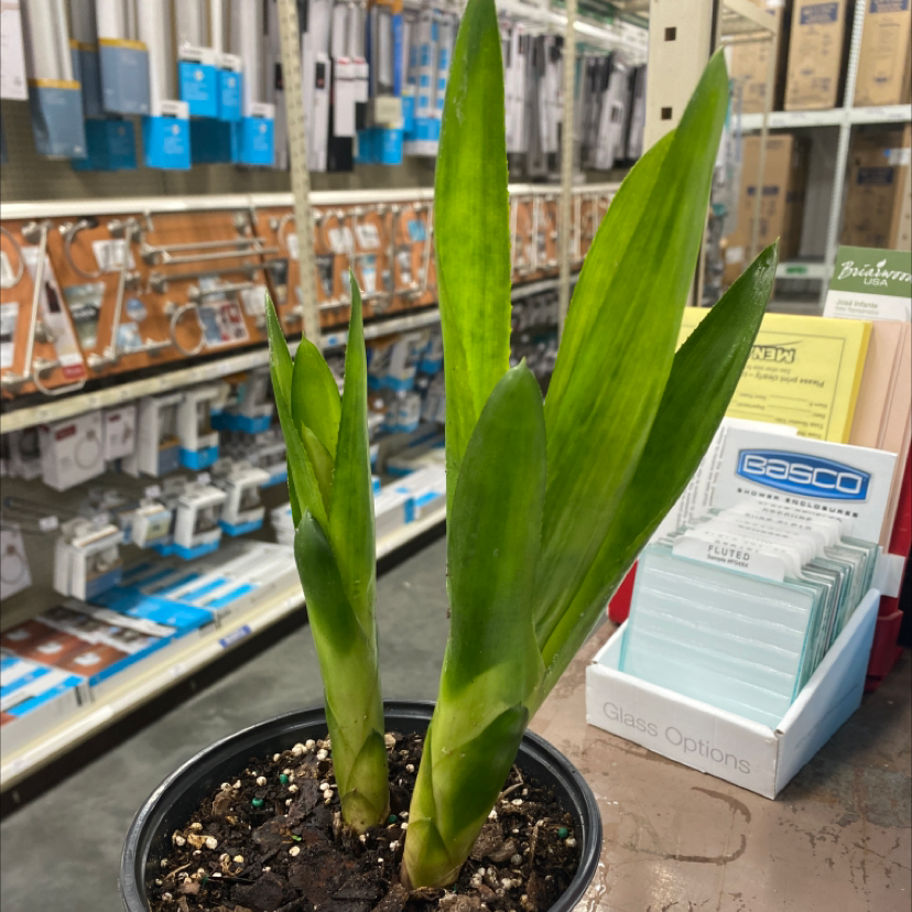 Flaming Sword Bromeliad Root Rot Solutions