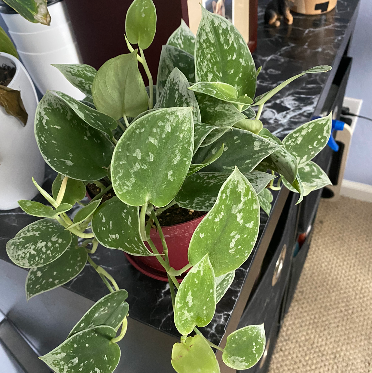 How to Get a Satin Pothos to Bloom