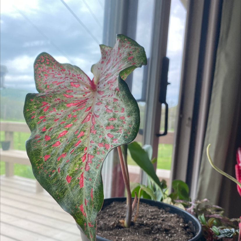 Propagating Heart of Jesus: Step-by-Step Guide