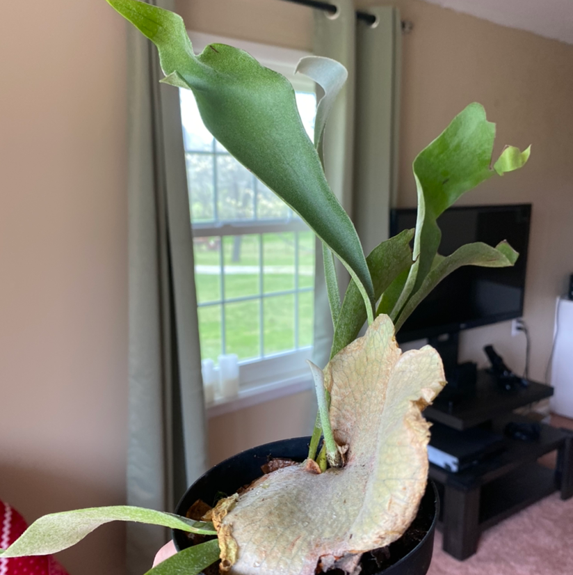 Staghorn Fern Root Rot Solutions