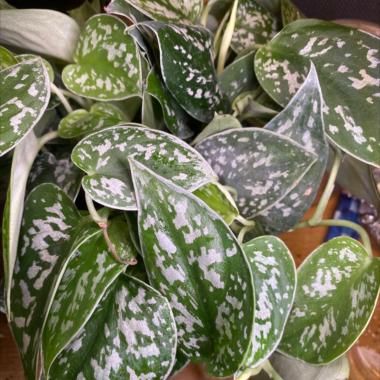 💧 How Much Should I Water My Satin Pothos?