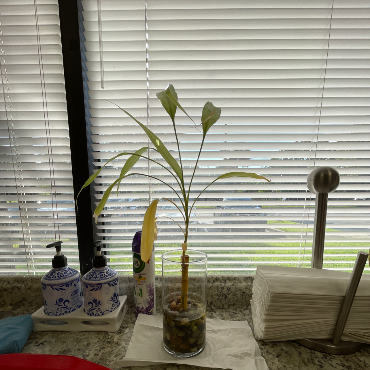 Why Are My Bamboo Palm Leaves Curling?