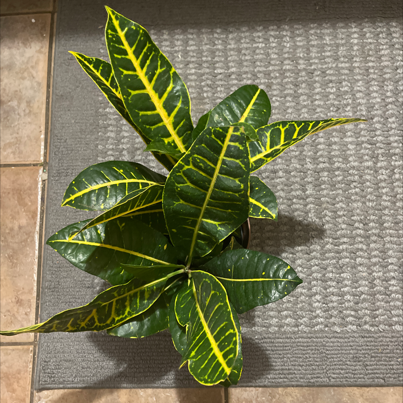 How to Propagate Your Croton Tamara