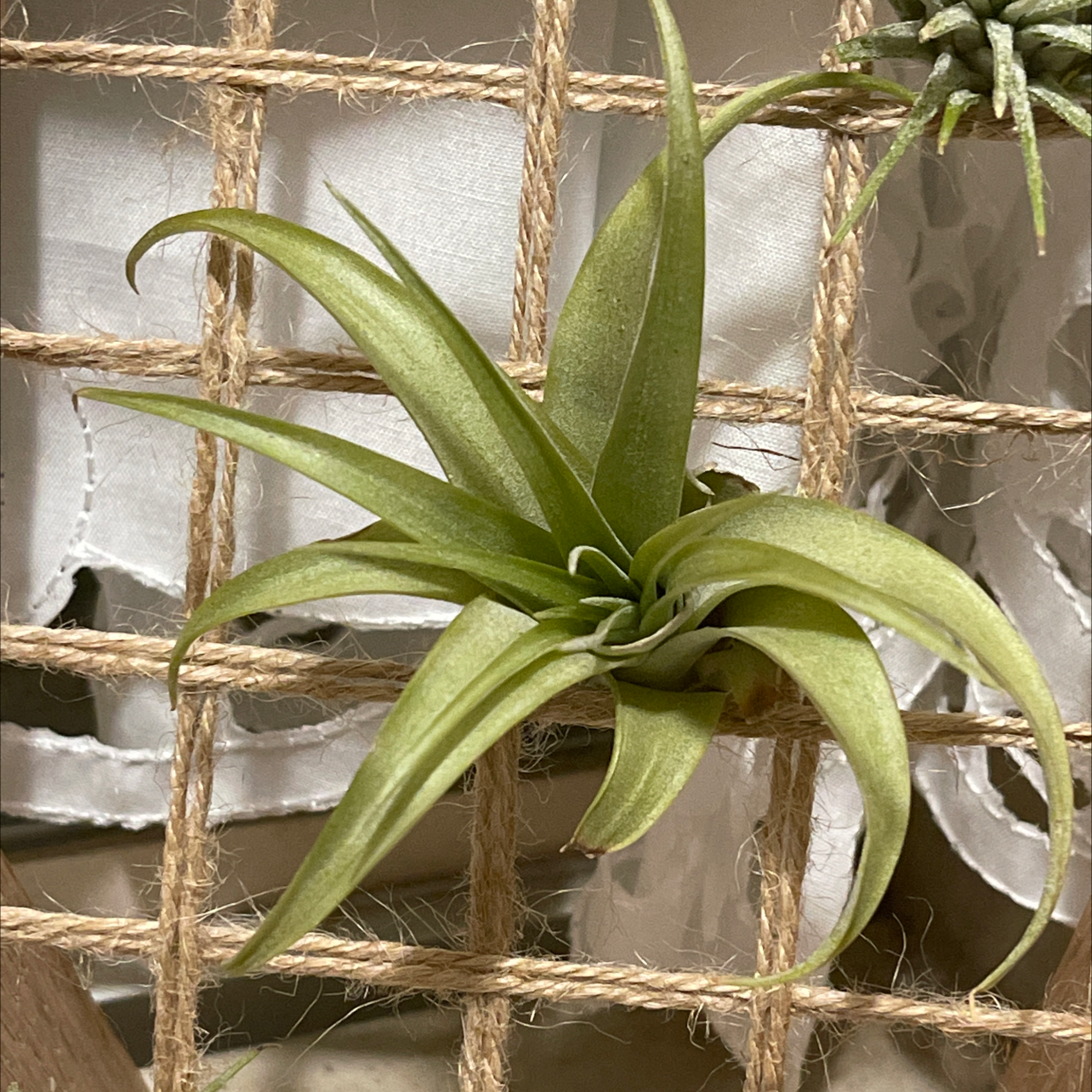 Why Are My Lace Aloe Leaves Droopy? 💧