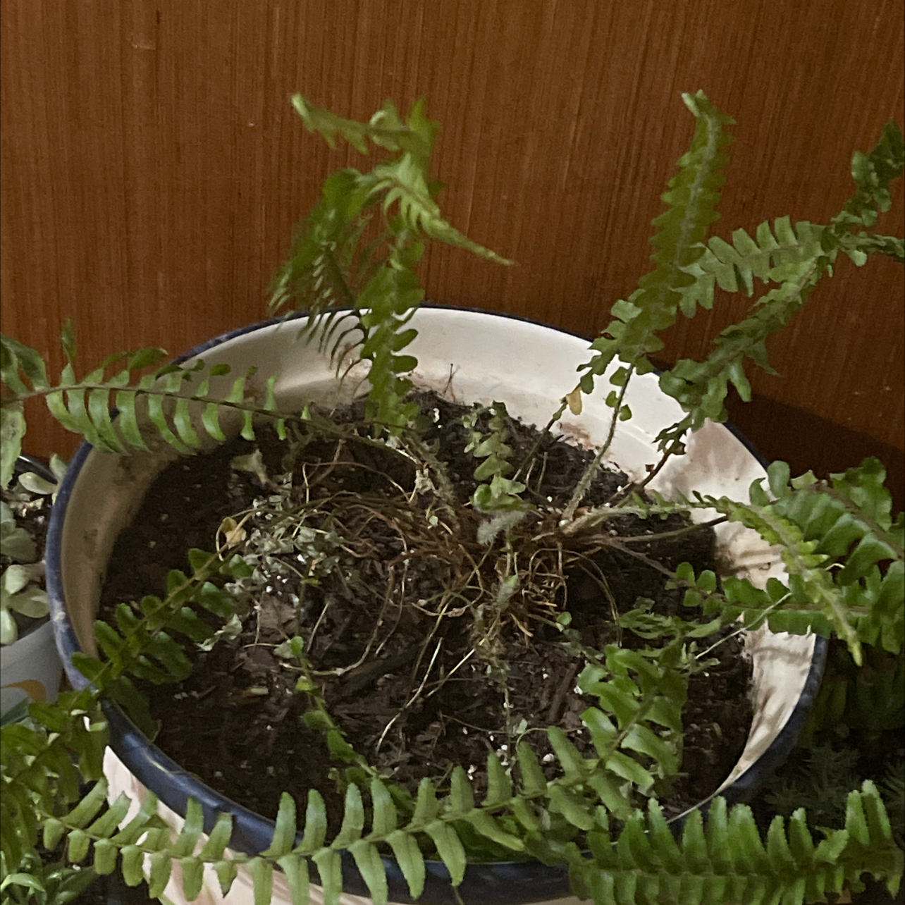 🌞 Does My Boston Fern Need Direct Sunlight?