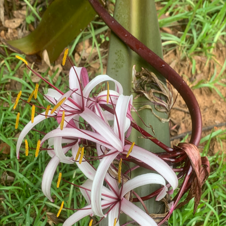 Propagating Spider Lily: The Ultimate Guide
