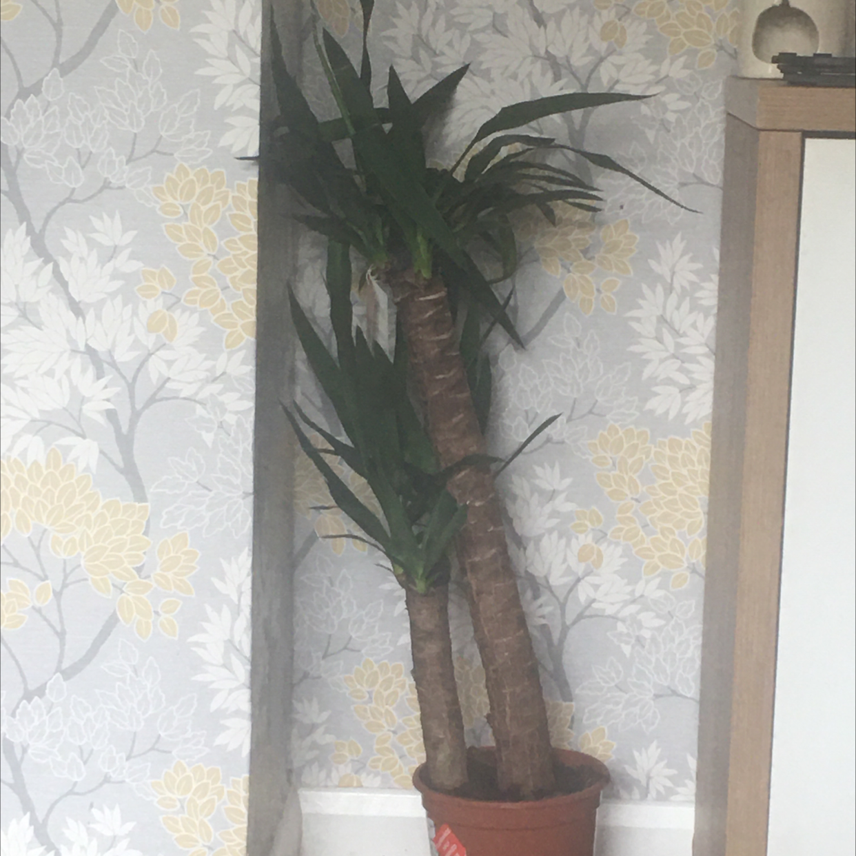 Blue-Stem Yucca Plant Care: Water, Light, Nutrients | Greg App 🌱