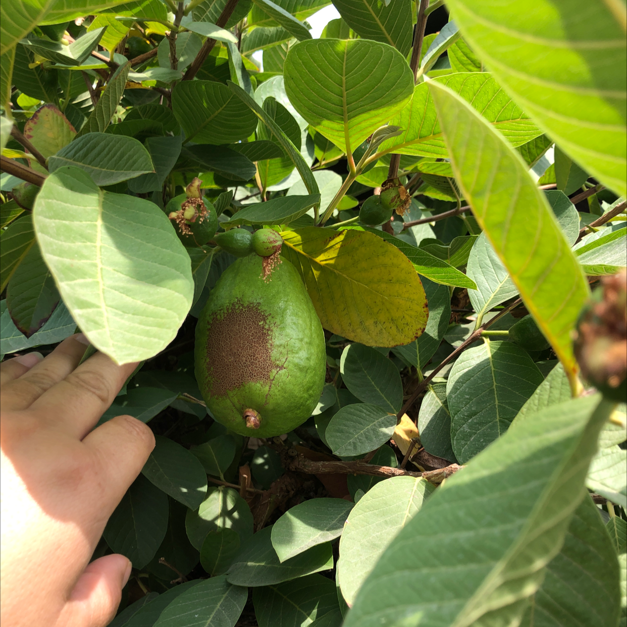 Fertilizing My Guava Tree to Double Its Growth
