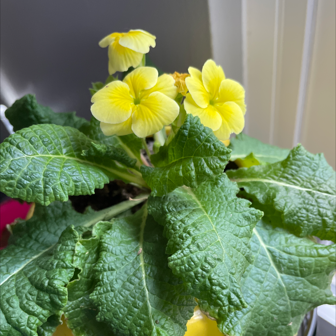 How to Know When to Repot a Common Primrose?
