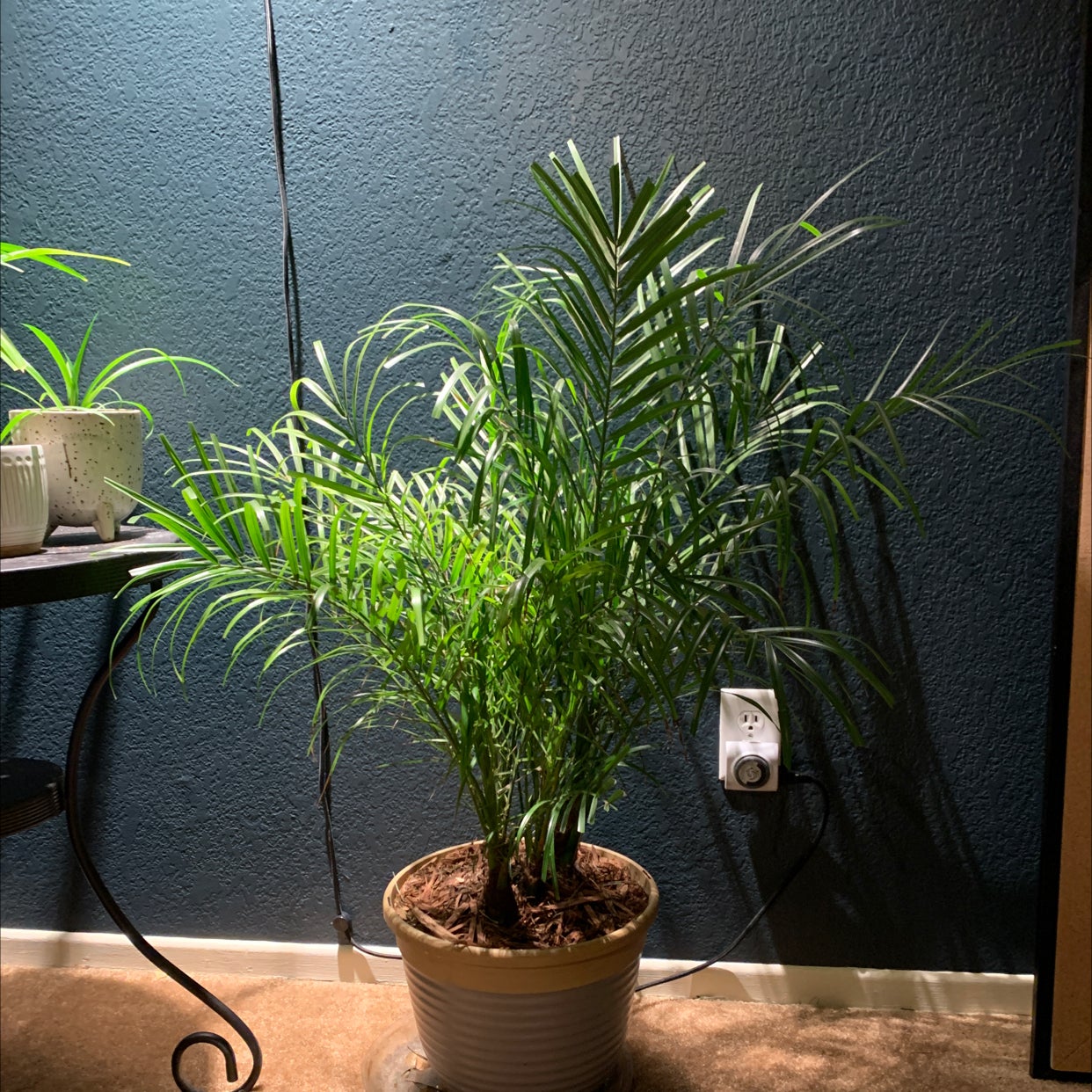 How Do I Propagate My Pygmy Date Palm?