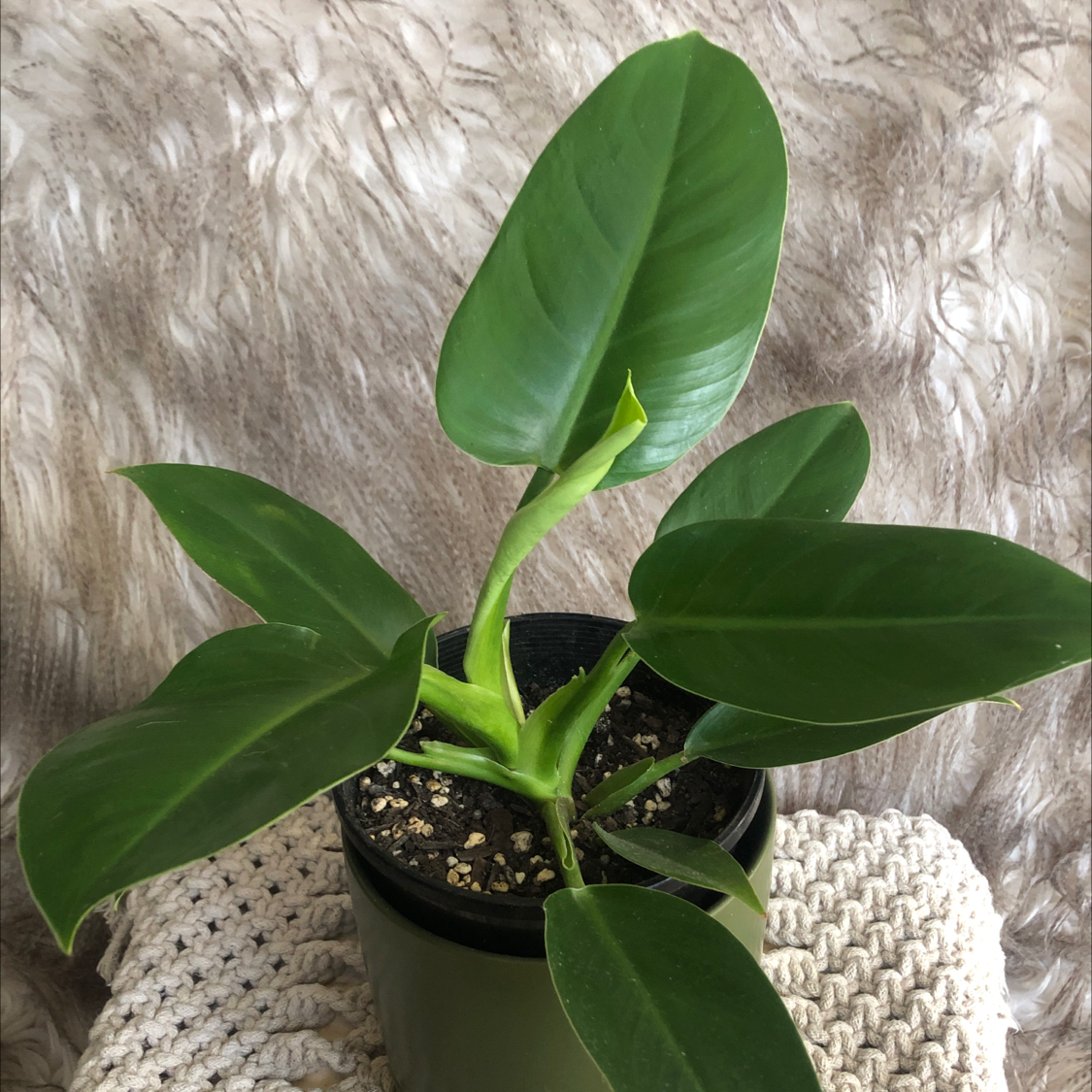 10 Advantages of Having a Philodendron 'Congo'