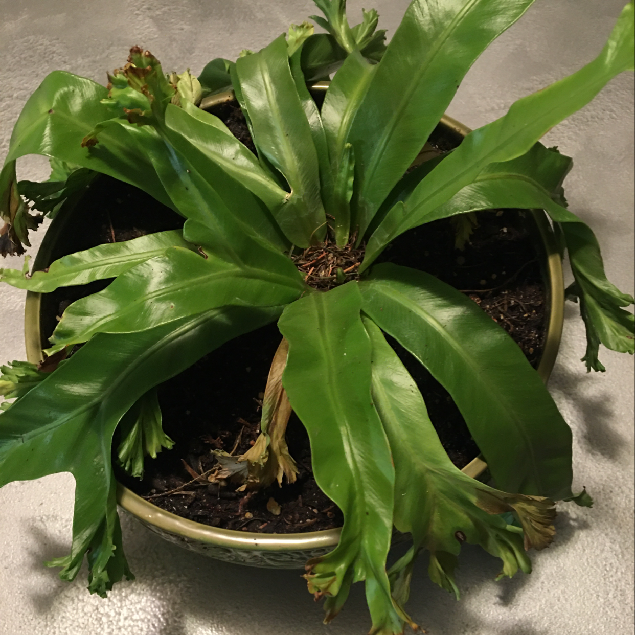 🌡 What Is A Good Temperature Range For My Crispy Wave Fern?